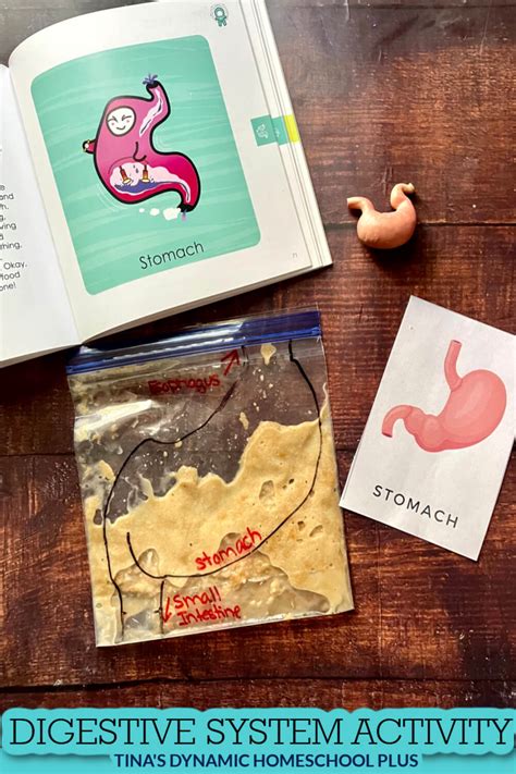 Basic Steps In The Digestive System And A Fun Digestive System Craft