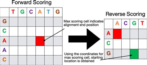 Sequences Are Flipped In The Reverse Scoring Phase And The Same Kernel Download Scientific