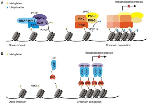 Transcriptional Repression By A Prcs And B Hp1 Prc Polycomb
