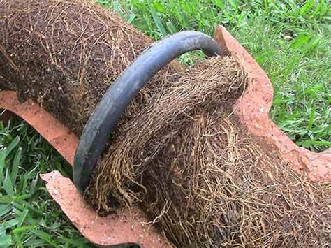 Are Tree Roots Harming Your Plumbing System