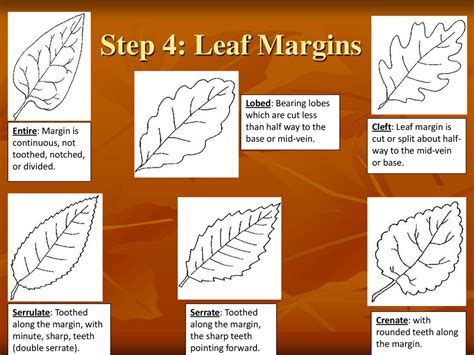 Cleft Leaf Margin