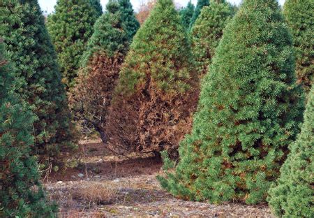 Managing Dothistroma And Brown Needle Blight On Pines Mainsitetitle