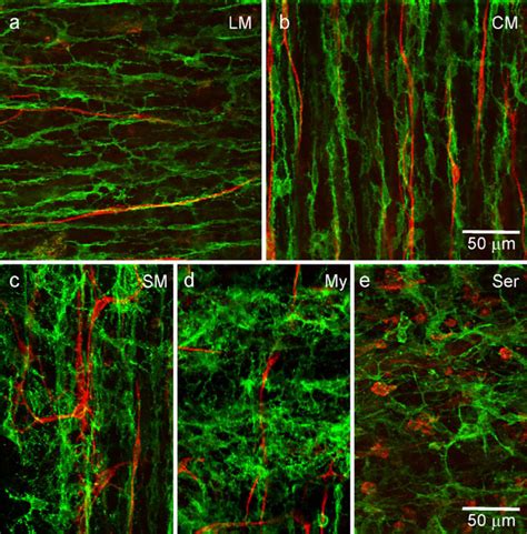Pdgfrα Cells Are Closely Associated With Icc Im In Wt Mouse Ias Download Scientific Diagram