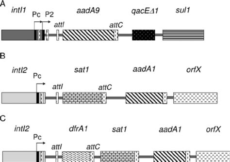 a schematic of the class 1 integron fragment sequenced from