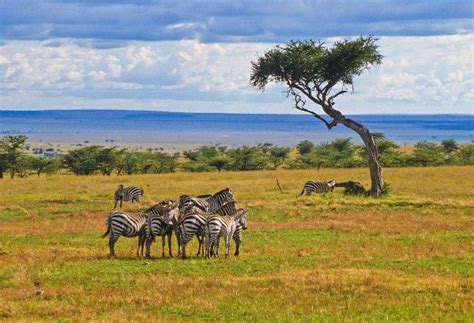 Savanna Biome