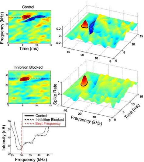Effects Of Blocking Inhibition On The Strf And Tuning Curve Of An Ic Download Scientific