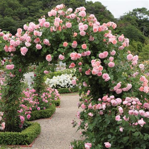 Strawberry Hill Ausrimini English Climbing Rose David Austin Roses