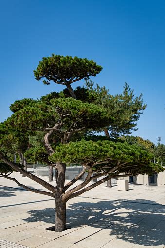 크라스노다르 또는 갈리츠키 공원의 시티 파크 푸른 하늘에 무성한 바늘이있는 아름다운 분재 소나무 를 클로즈업합니다 갈리츠키의 공공 풍경 공원 화창한 가 소나무 침엽수에 대한