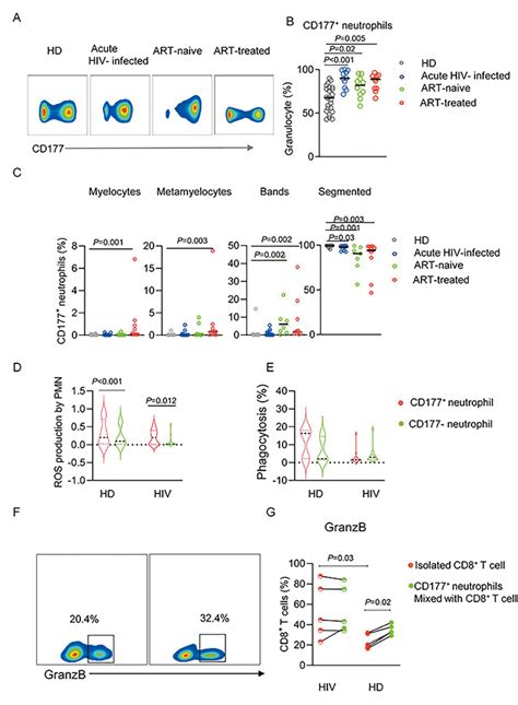 Association Between Increased Cd177 Neutrophils And Chronic Activation In People Living With