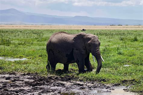 Introduction To PostgreSQL For The Data Professional Simple Talk