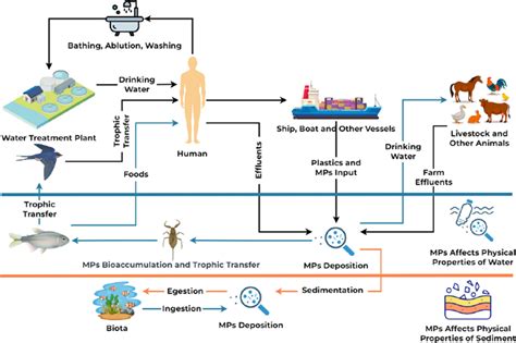 Microplastic Mp Occurrence And Fate In The Aquatic Ecosystem