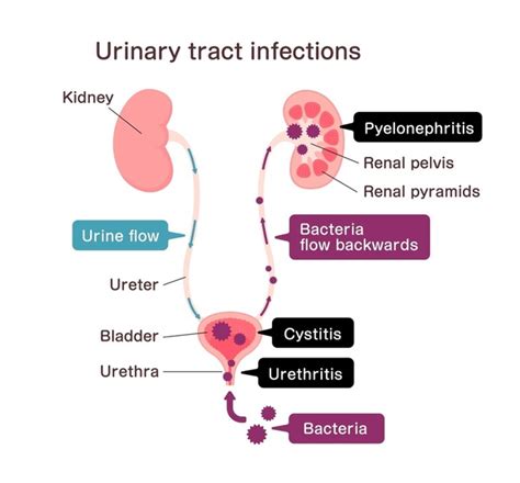 371 Anatomy Female Urinary Tract Stock Vectors And Vector Art