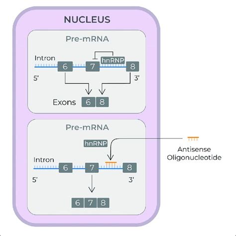 Schematic Illustrating The Sequence Of Pegaptanib With Its Secondary