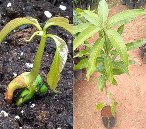 Mango Seed Germination Process Time Temperature Gardening Tips