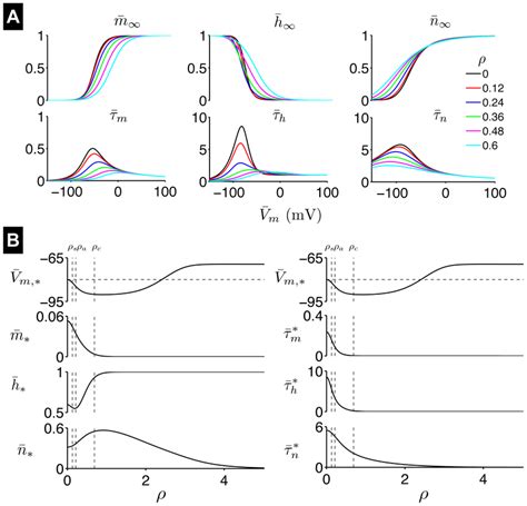 Steady State Of The Ahh Model A Steady State Gating Variables