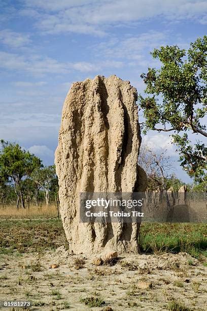Largest Termite Mound Photos And Premium High Res Pictures Getty Images