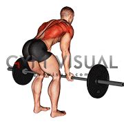 Barbell Reverse Grip Bent Over Row 