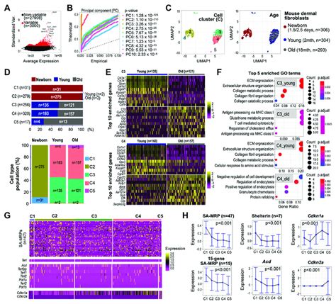 single cell rna seq analysis identifies distinct cell clusters with