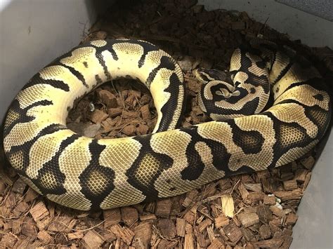 Acid Genetic Advice Ball Pythons Morphmarket Reptile Community
