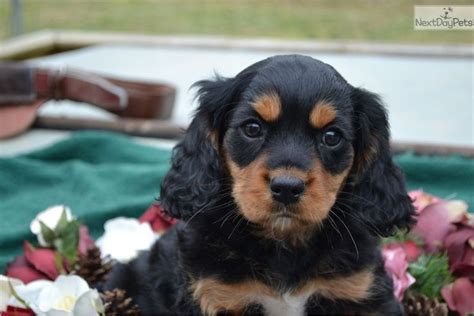 Cavapoo Hybrid No Curls And Still Less Shedding Cavapoo Cavapoo