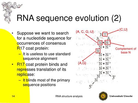 Ppt Rna Structure Analysis Powerpoint Presentation Free Download Id1411714