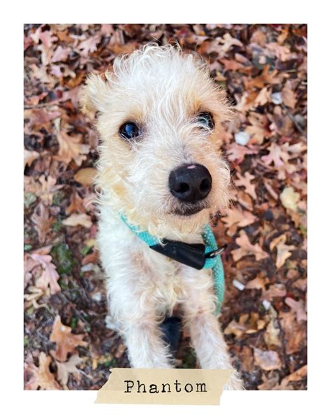 Golden Paw Phantom Is Still Looking For His Forever