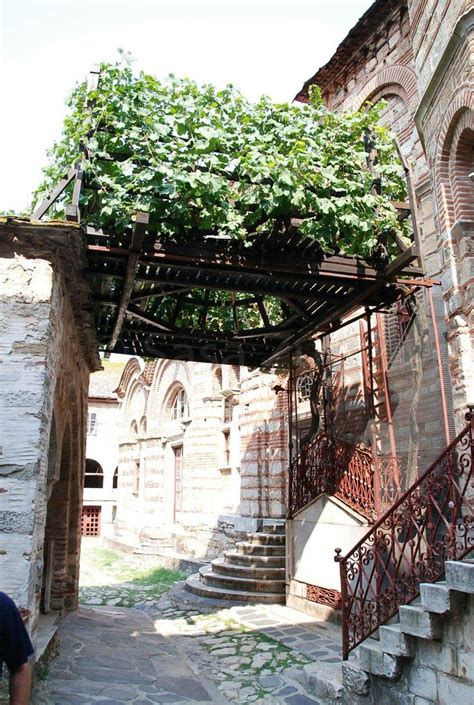 Лоза Светог Симеона Мироточивог