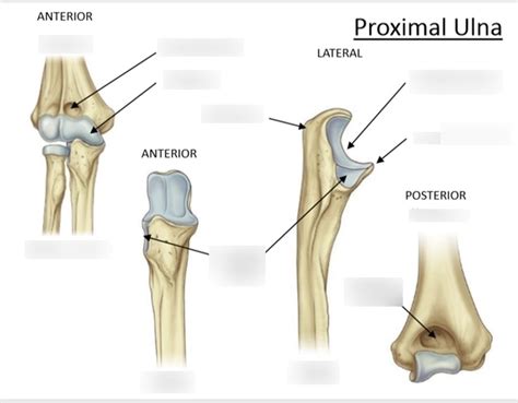 Diagram Of Proximal Ulna Quizlet
