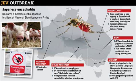 Voice of Real Australia: Japanese encephalitis outbreak a reminder we can't keep all pests and ...