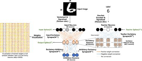 Figure 1 From Semi Supervised Learning For Spiking Neural Networks Based On Spike Timing