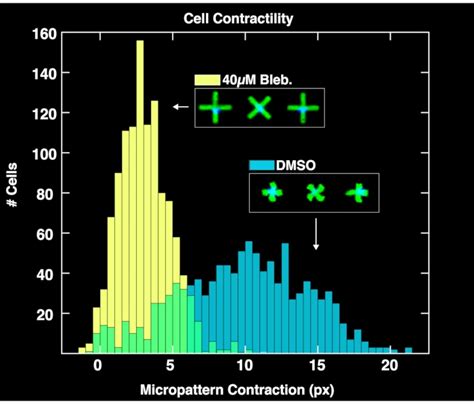 Simplified High Throughput Analysis Of Single Cell Contractility Using