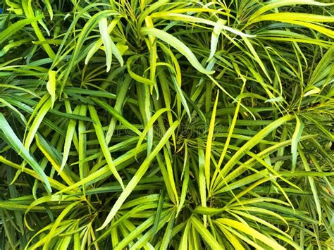 Beautiful Plant With Long Green Leaf One Of My Favourite Garden Collection Stock Image Image