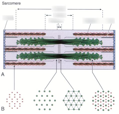 722 Muscles Lecture Sarcomere Structure Diagram Quizlet