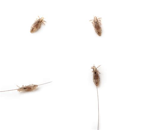 What Do Lice Bugs Look Like At Harold Raines Blog