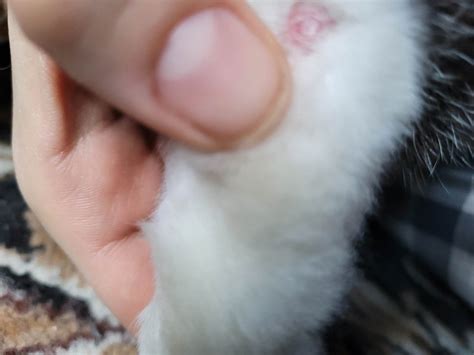 Pododermatitis Please Help Rrabbits