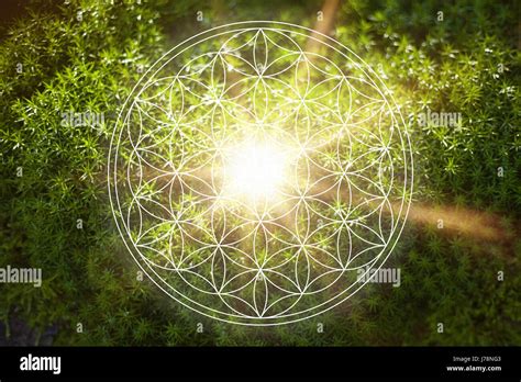 Beautiful Flower Of Life In Nature As New Age Energy And Spirituality