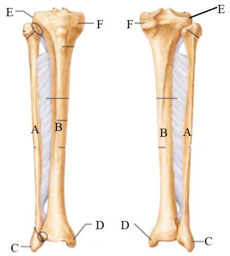 A P Lower Appendage Tibia Fibula Tarsals Flashcards Quizlet