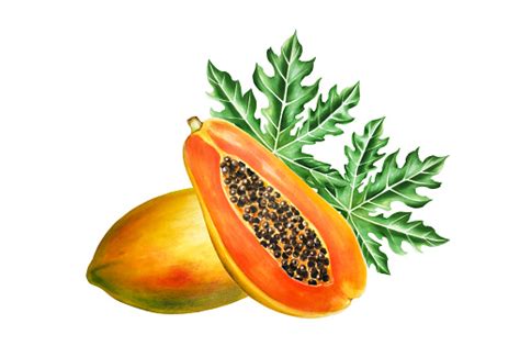 파파야와 잎으로 잘 익은 수채화 구성 손으로 그린 사실적인 맛 좋은 마커 그림 이국적인 열대 과일 절연 와 절연 와 디자이너 결혼식 장식 엽서 포장지 스크랩북 커버 초대장