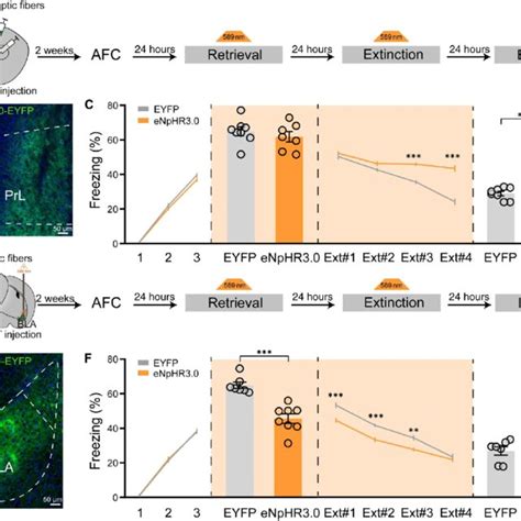 The Engram Cells In Bla And Prl Show Increased Reactivation During Download Scientific Diagram