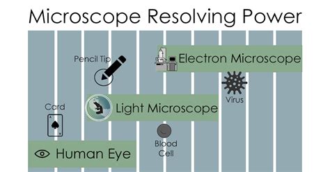 Microscope World Blog What Can I See Under The Microscope