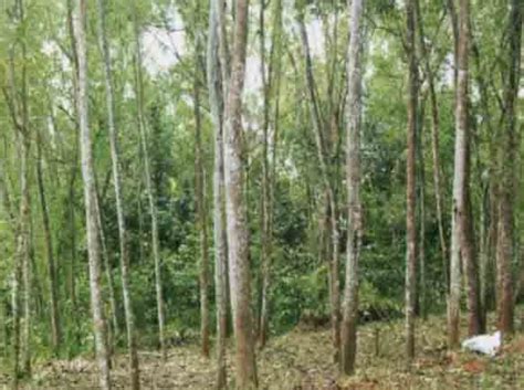 Info Harga TOKO BANGUNAN ONLINE Kayu Akasia Acacia Mangium
