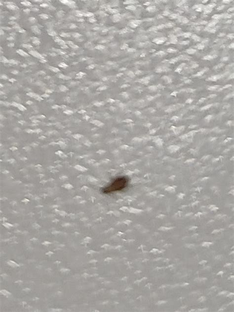 Bed Bug Nymph Or Something Else R Bedbugs