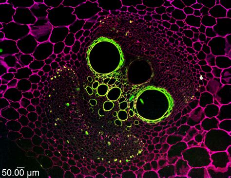 Cucurbita Pepo Cucurbitaceae