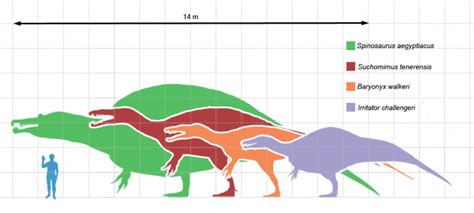 Suchomimus Paleontology World