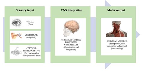 Schematic Diagram Of Cervical Sensorimotor Control Download