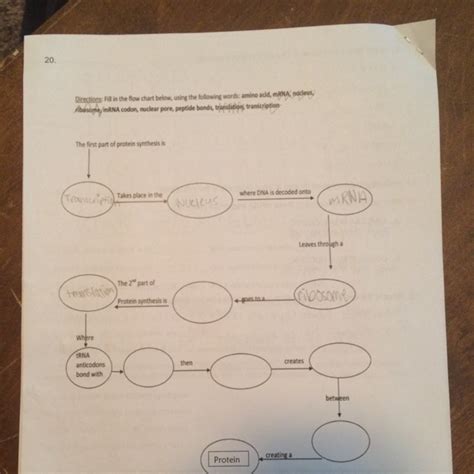 Protein Synthesis Flow Chart