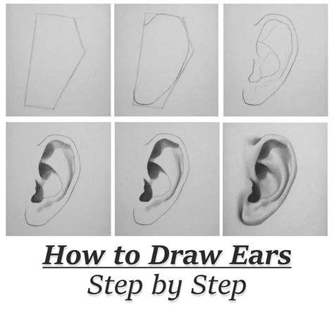 How To Draw Realistic Ears Front View How To Draw Realistic Ear