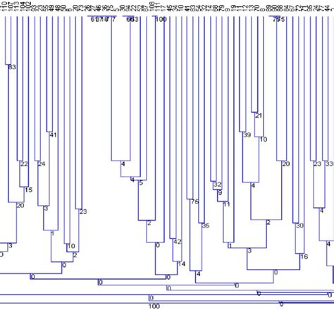 Dendrogram Upgma Method Obtained From The Rapd Data By Jaccards