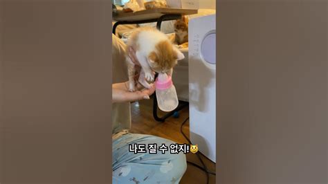 아기고양이의 괴력 👊 ️feat 나도 질 수 없지🌙 고양이 꼬물이 아기고양이 아기고양이구조 Youtube