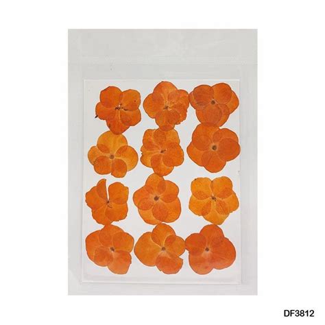 Dry 12 Flower Sheet Code Df38 12 At Rs 210 00 Khanbhag Sangli Miraj Kupwad ID 2853363990548